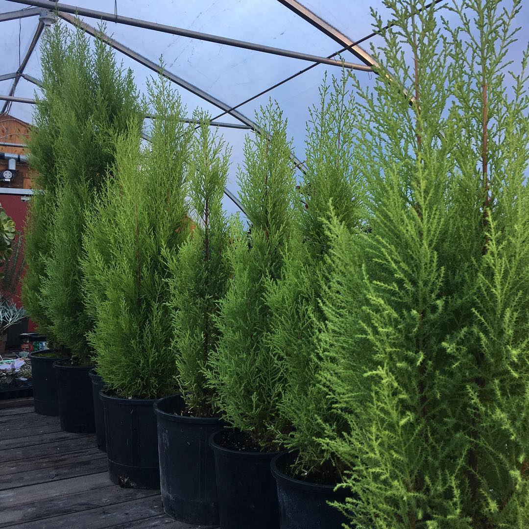 Products & Services – First Choice Tree Nursery